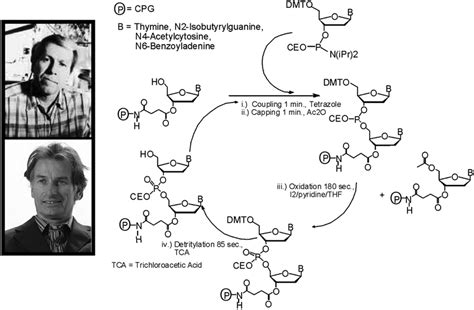 Dna Phosphoramidite Synthesis Cycle The Photographs Are Of Serge