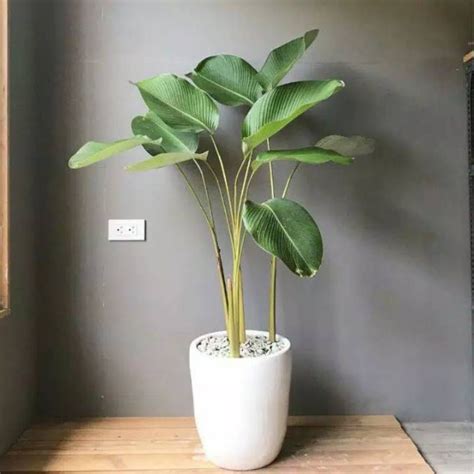 Jual Tanaman Hias Chalatea Pisang Pisangan Kalatea Shopee Indonesia