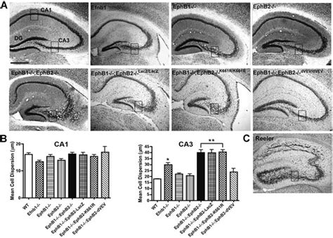 Defective Forward Signaling Leads To A Neuronal Migration Defect In The