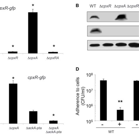 High Levels Of Cpxr Expression In Cpxa A Expression Of Cpxr Is Download Scientific Diagram