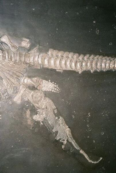 Tote Bag Of Fossil Ichthyosaur Giving Birth