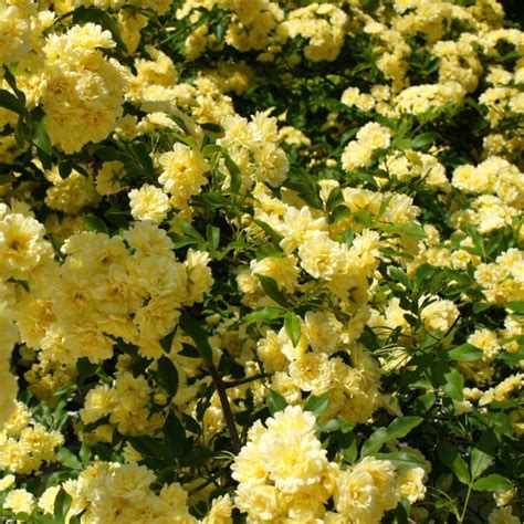 Природные виды роз R Banksiae Lutea Roses Name