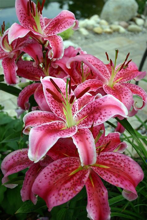 Lily Flower Blossomed Garden Summer Free Image From