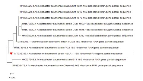 Phylogenetic Relationship Of The Sequenced 16s Rrna Gene From