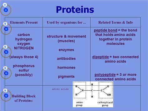 The Key To Understanding Elements And Macromolecules In Organisms Unveiling The Answer Key