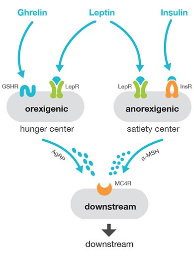 Obesity And The Mc4r Gene