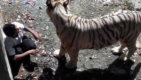 Tiger Kills Man In Delhi Zoo After Watching Him For 15 Minutes