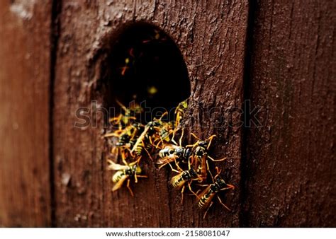 Specie Wasp Images Stock Photos D Objects Vectors Shutterstock