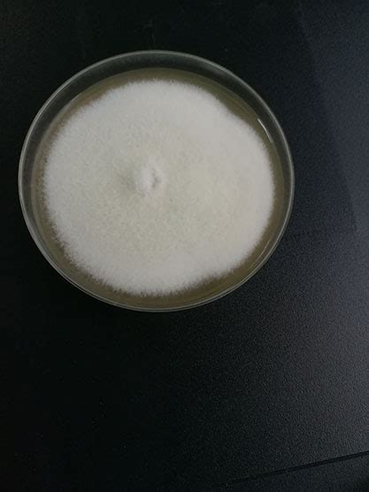 层出镰刀菌 BNCCBNCC189975 微生物菌种 北纳生物