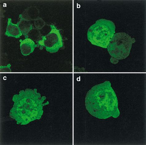 Lscm Of K562 Cells Transfected With Pegfp C3 Empty Vector A