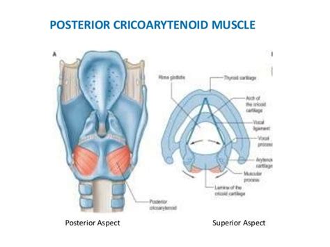 Posterior Cricoarytenoid Muscle Wddc