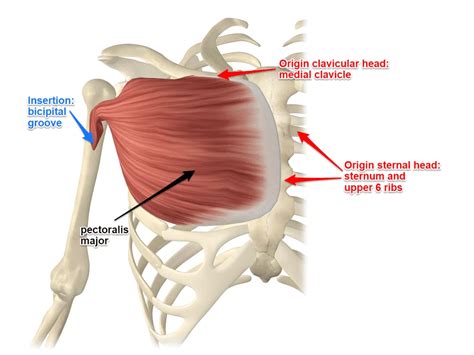 Pectoral Mayor Musculus Pectoralis Muscle Anatomy Maj