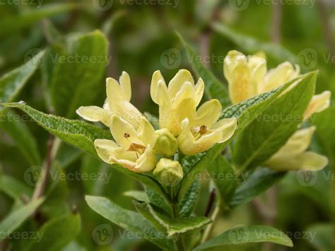 Yellow Flowers Of Old Fashioned Weigela Weigela Florida 40573234 Stock