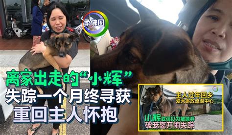 离家出走的“小辉” 失踪一个月终寻获 重回主人怀抱 柔佛圈