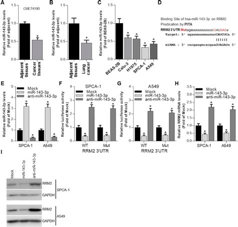 Rrm2 Expression Is Negatively Regulated By Mir 143 3p A Geo2r