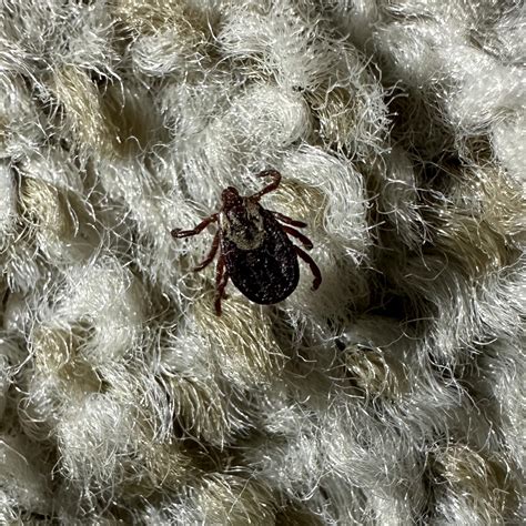 What Kind Of Bug Did I Just Find On My Stairs St Paul Mn R