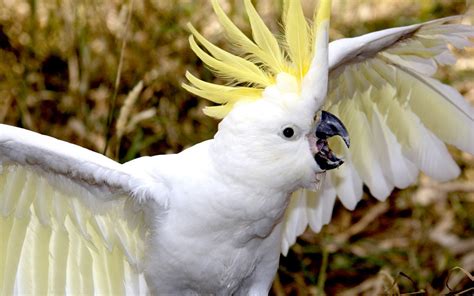 Cockatoo Parrot Bird Tropical 77 Wallpapers Hd Desktop And Mobile Backgrounds