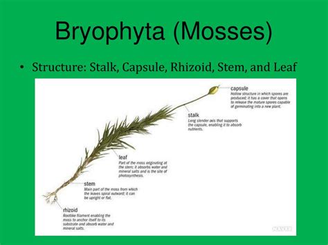 Ppt Nonvascular Plant Powerpoint Presentation Free Download Id1867980