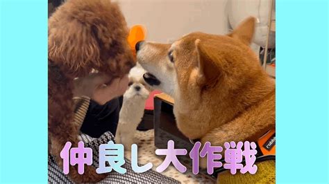 仲良し大作戦シーズーのブブちゃんトイプードルのテディちゃん YouTube