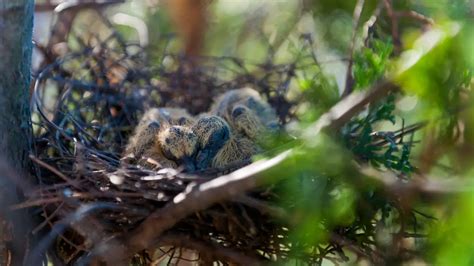 The Pigeon S Distinctive Nesting Habits And Materials