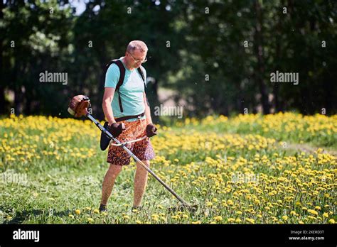 Field Of Weedy Dandelion Flowers That Are Cut By Weed String Trimmer In Hands Of Farmer Stock Field Of Weedy Dandelion Flowers That Are Cut By Weed String Trimmer In Hands Of Farmer Stock