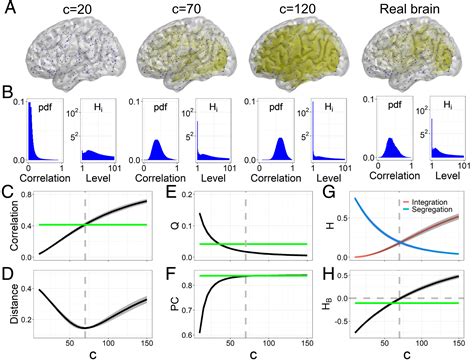 Segregation Integration And Balance Of Large Scale Resting Brain