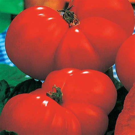 Italian Giant Beefsteak Tomato Beef Steak Tomato Tomato Seeds