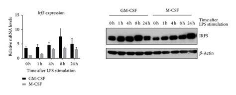 Irf5 Levels And Cytokine Response Of In Vitro Differentiated