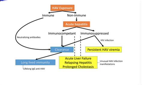 Viral Hepatitis Flashcards Quizlet Viral Hepatitis Flashcards Quizlet