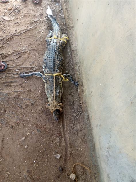 මුහුදේ සැරිසැරූ කිඹුලාව අල්ලයි