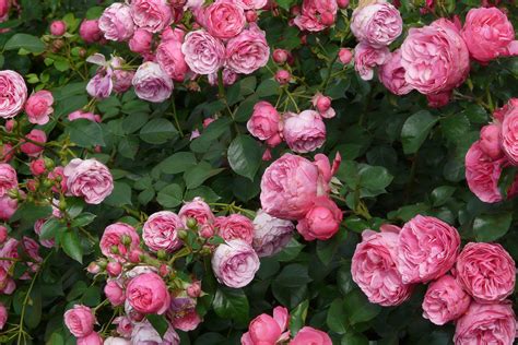 Our Story Highgarden Roses
