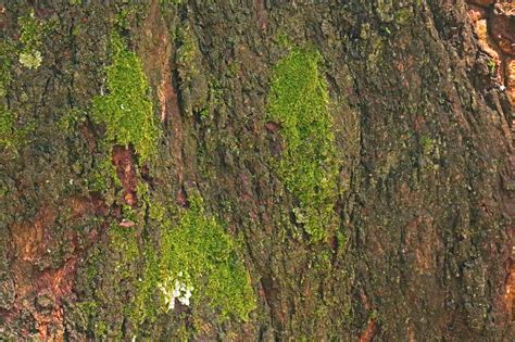 Tree Trunk Bark Surface Green Free Photo On Pixabay Pixabay