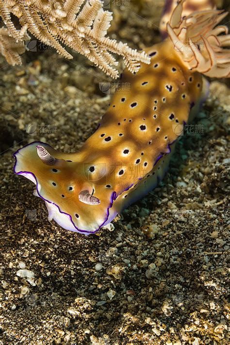 色豹裸鳃海蛞蝓