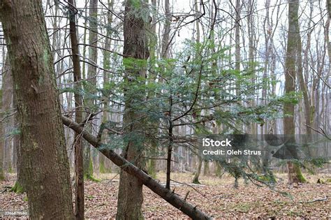 이 사진은 숲 속의 키 큰 나무들 사이에서 자라는 작은 가문비나무를 묘사하고 있습니다 어린 가문비나무는 아직 꽃이 피지 않은 회색과 갈색 나무를 배경으로 풍부한 녹색으로
