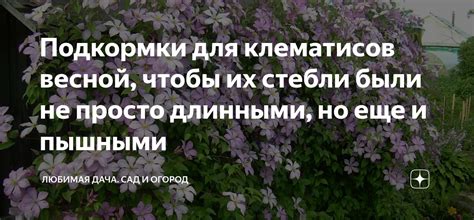 Подкормки для клематисов весной, чтобы их стебли были не просто ...