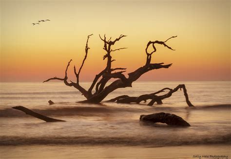 Foggy Morning At Driftwood Beach Jekyll Island GA Sally Hale Flickr