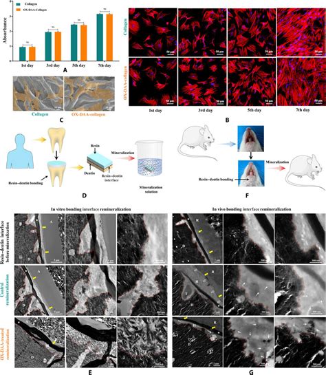 Cytocompatibility And Resin Dentin Interface Remineralization A The Download Scientific