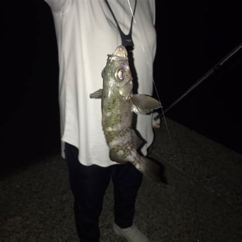 久しぶりに夜だけの中島にメバル釣り！ しゅうちゃんの瀬戸内釣りある記
