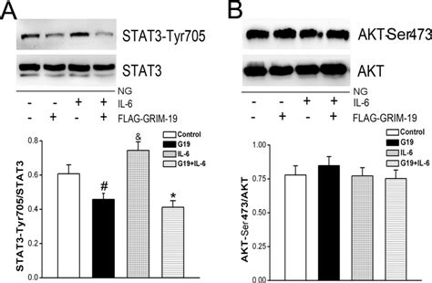 High Glucose Induces Down Regulated Grim 19 Expression To Activate