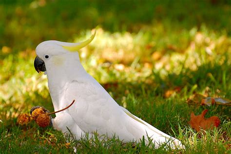 White Parrot Bird Wallpaper