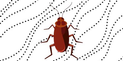 Desenhos De Baratas Para Colorir Bora Colorir