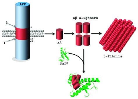 Schematic Depiction Of The Formation Of Aβ Fibrils Bace1 Cleaves App Download Scientific