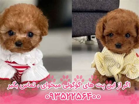 سگ پودل قیمت و خرید سگ عروسکی و مینیاتوری Poodle