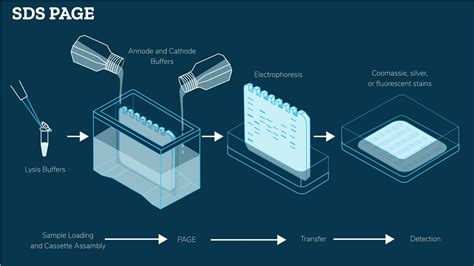 Sds Page Gel Running Buffer Recipe Sds