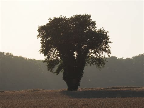 Free Images Landscape Tree Nature Grass Horizon Cloud Sky Sun