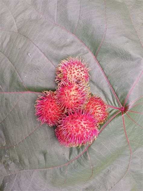 Fresh Rambutan Fruit With Vibrant Red Color And Sweet Tropical Taste