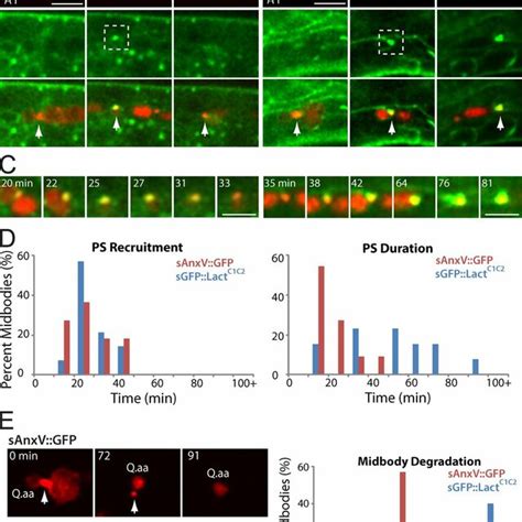 The Recruitment And Effect Of Ps Markers To The Q Cell Midbody A And