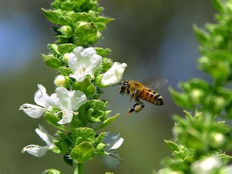 Imagen Gratis Abejas Flores Polen