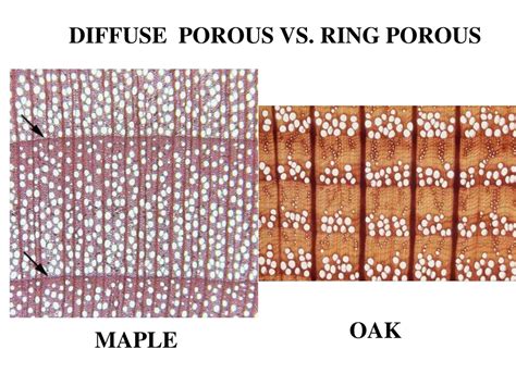 Ppt Primary And Secondary Growth In Wood Anatomy Powerpoint Presentation Id9163982