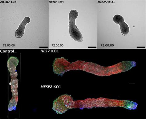 alev lab on twitter oscillatory activity of the segmentation clock is